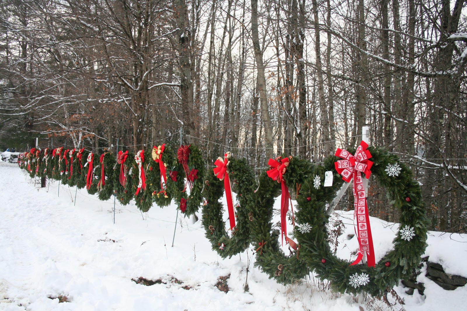 Meals On Winthrop: friday field trip: tree hunt