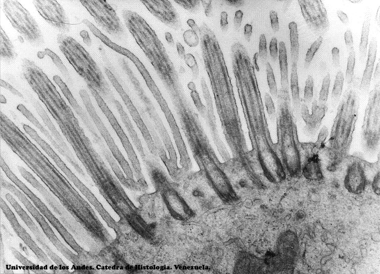HISTOLOGIA. ULA: MICROGRAFIAS