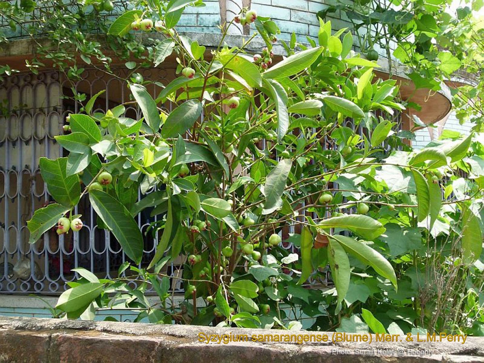 Medicinal Plants: Syzygium samarangense Jamrul, Chambekka, Java Apple ...