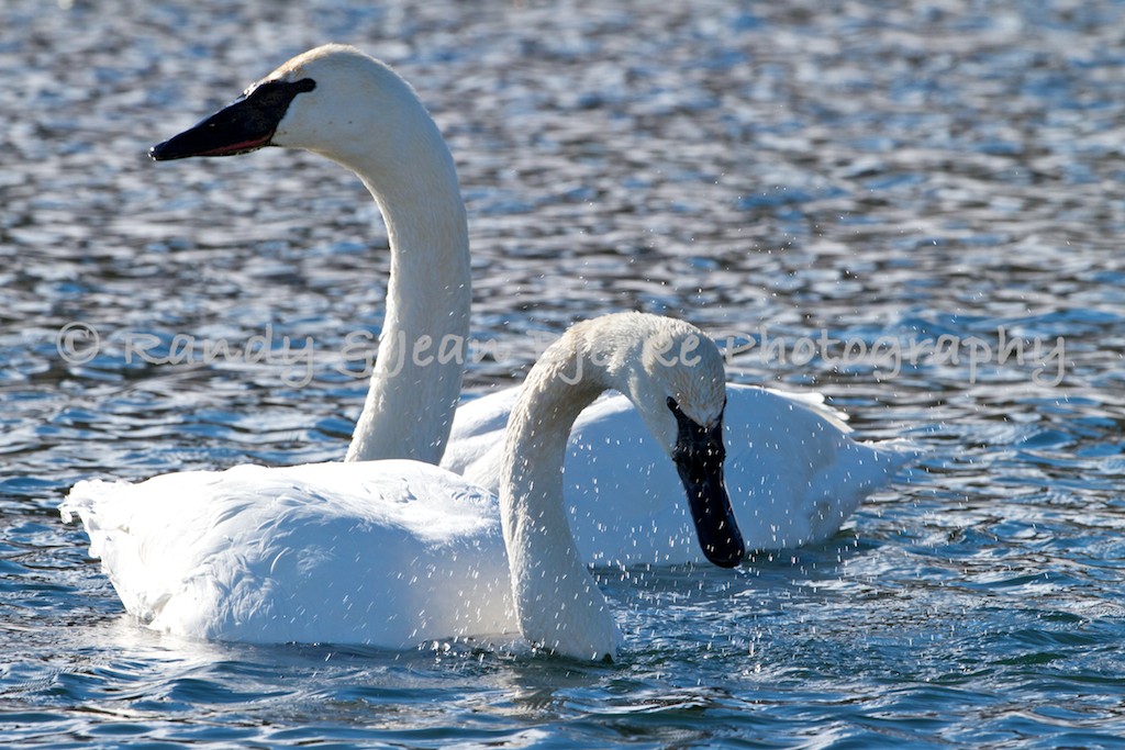 Jean Bjerke's Photo Blog: Wintering Trumpeter Swans in Greater ...