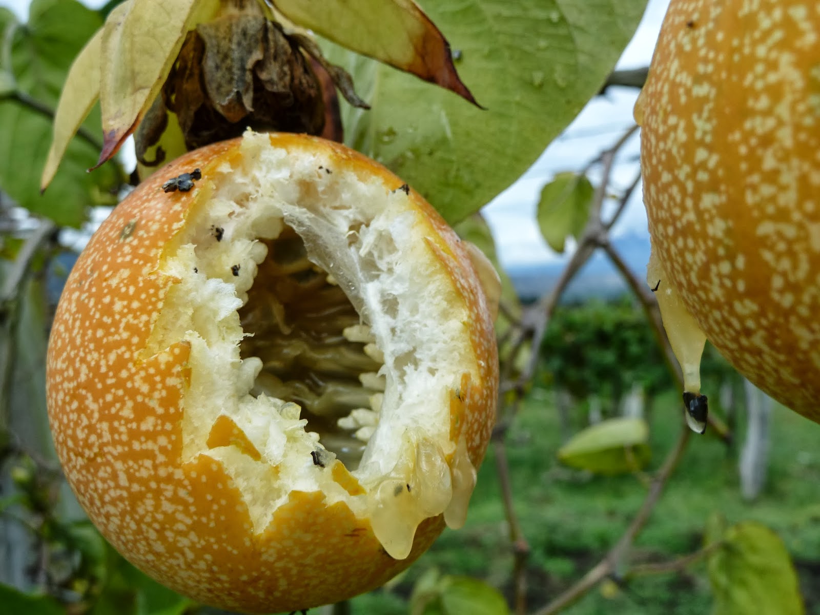 Harvesting Grenadilla (Passion Fruit)