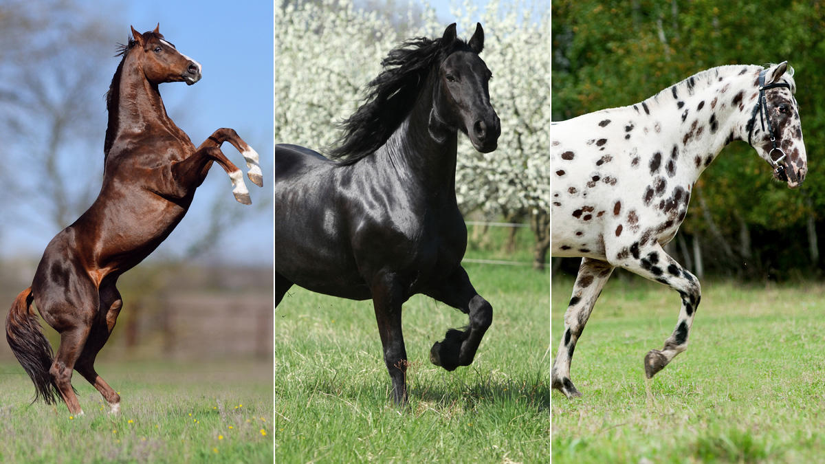 Meeting the Top Ten Horse Breeds
