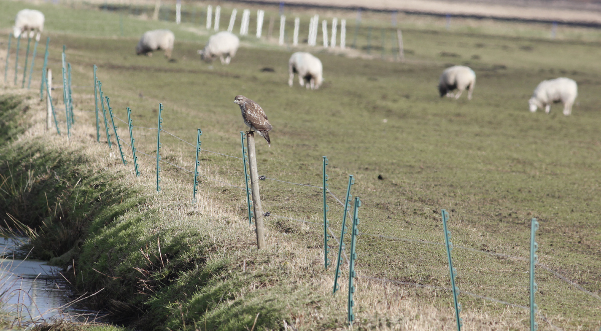 Another Bird Blog: Lazy Day Birds