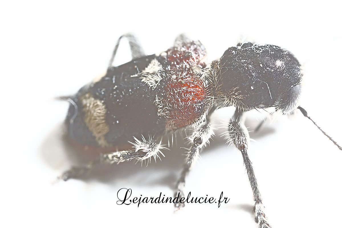 Clerus mutillarius, un Clairon utile et mutile.