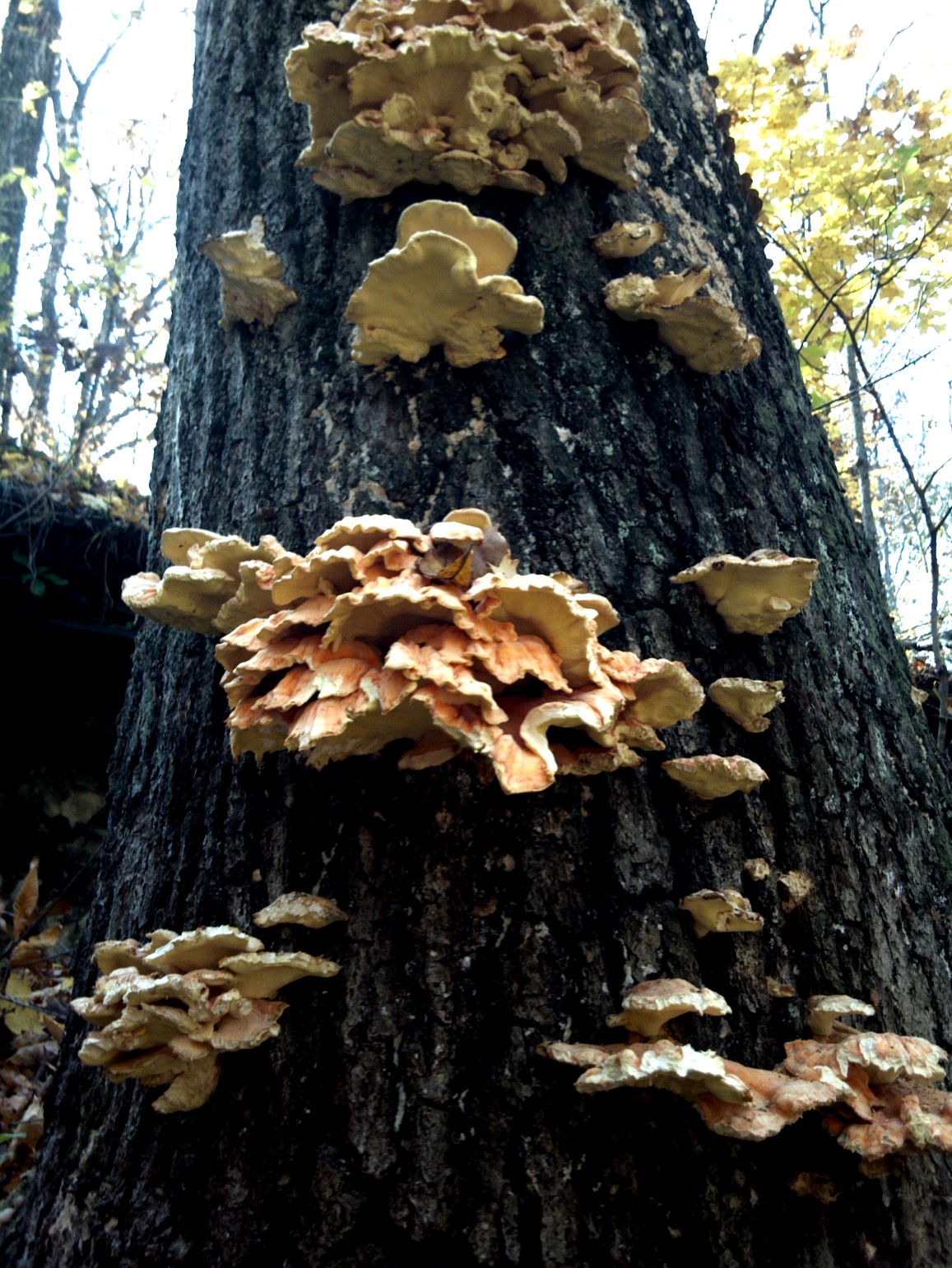 Divinebunbun's Rugged Rural Missouri: Chicken of the Woods