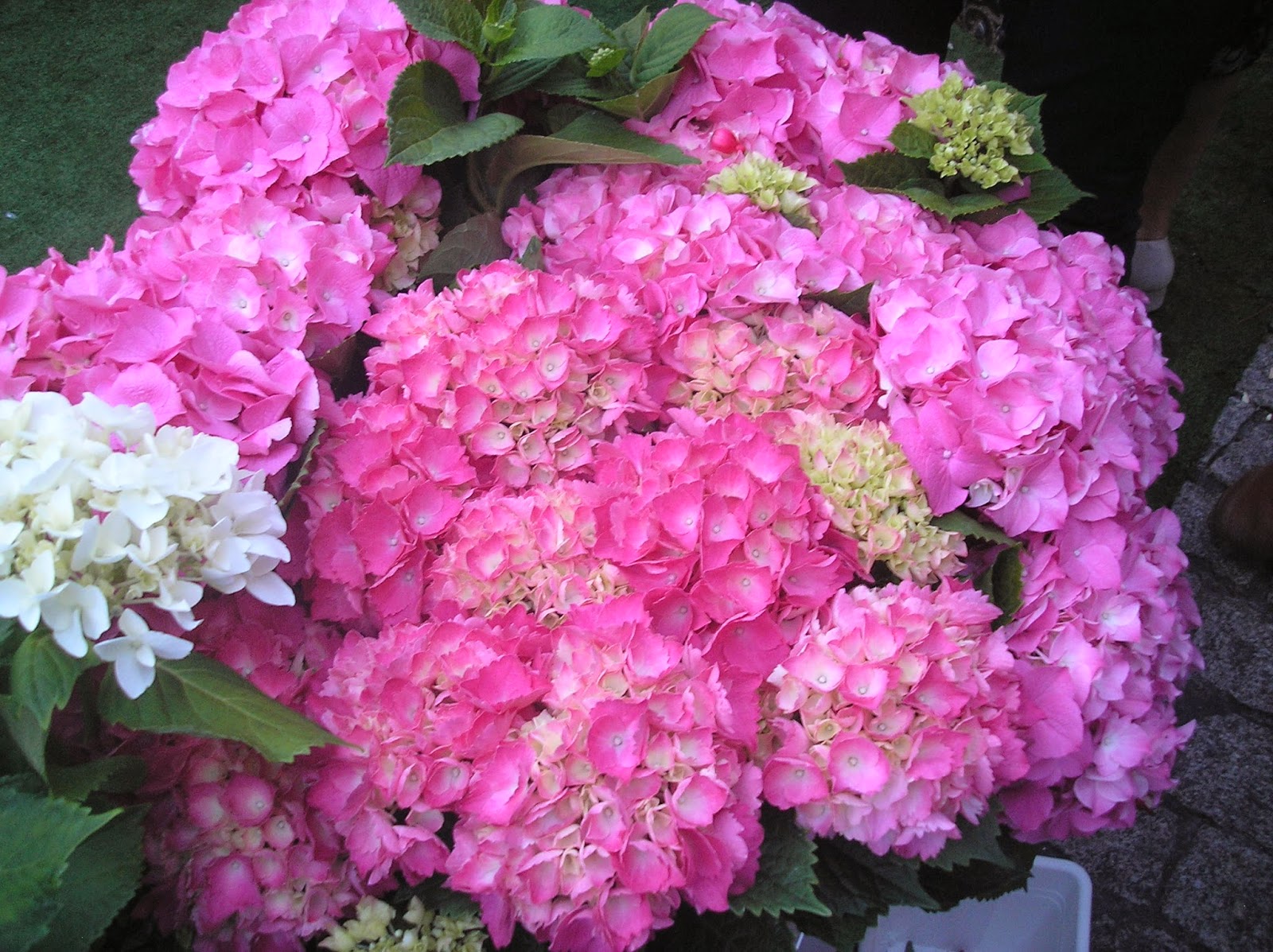 UBUScientia: Antocianinas, los otros pigmentos del reino vegetal