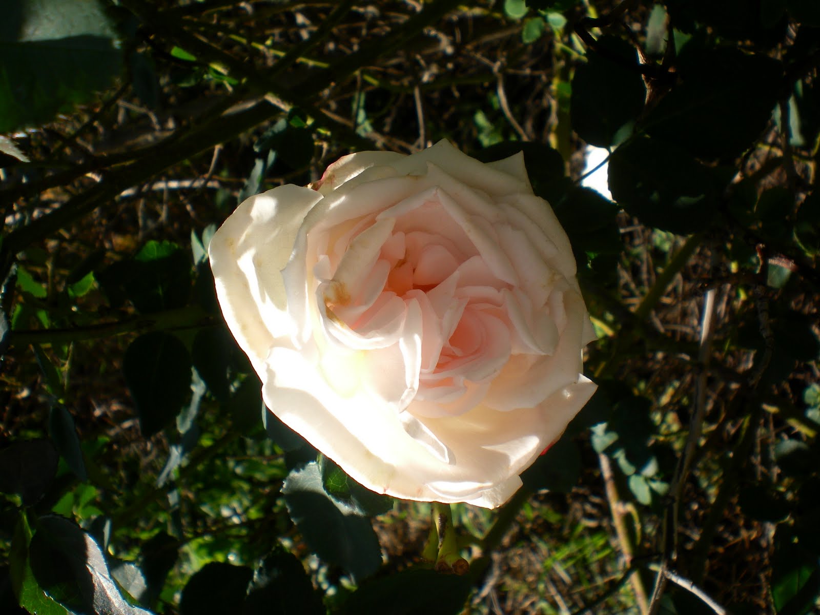"Eurimbla" Roses: My Favourite Austin Rose- Cymbeline