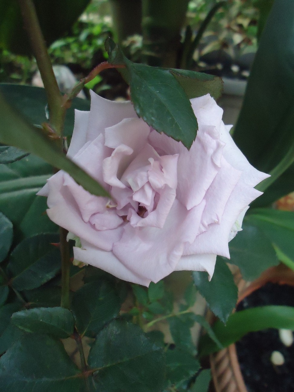 WALLPAPER BUNGA MAWAR UNGU LEMBUT - Rumah Daun Muda