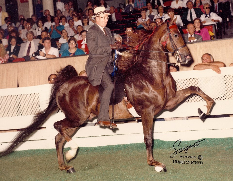 The American Saddlebred: Will Shriver's stallion sons