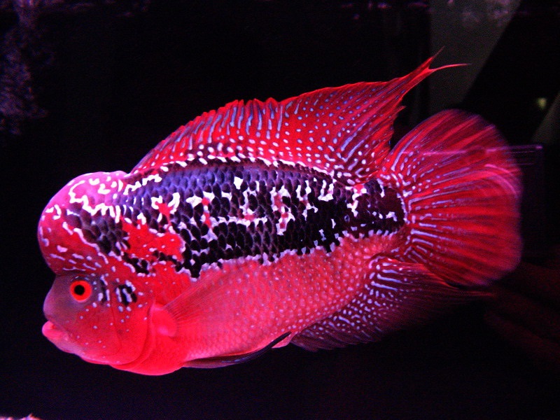 IKAN HIAS AIR TAWAR TROPICAL FISH: Strom Lou Han