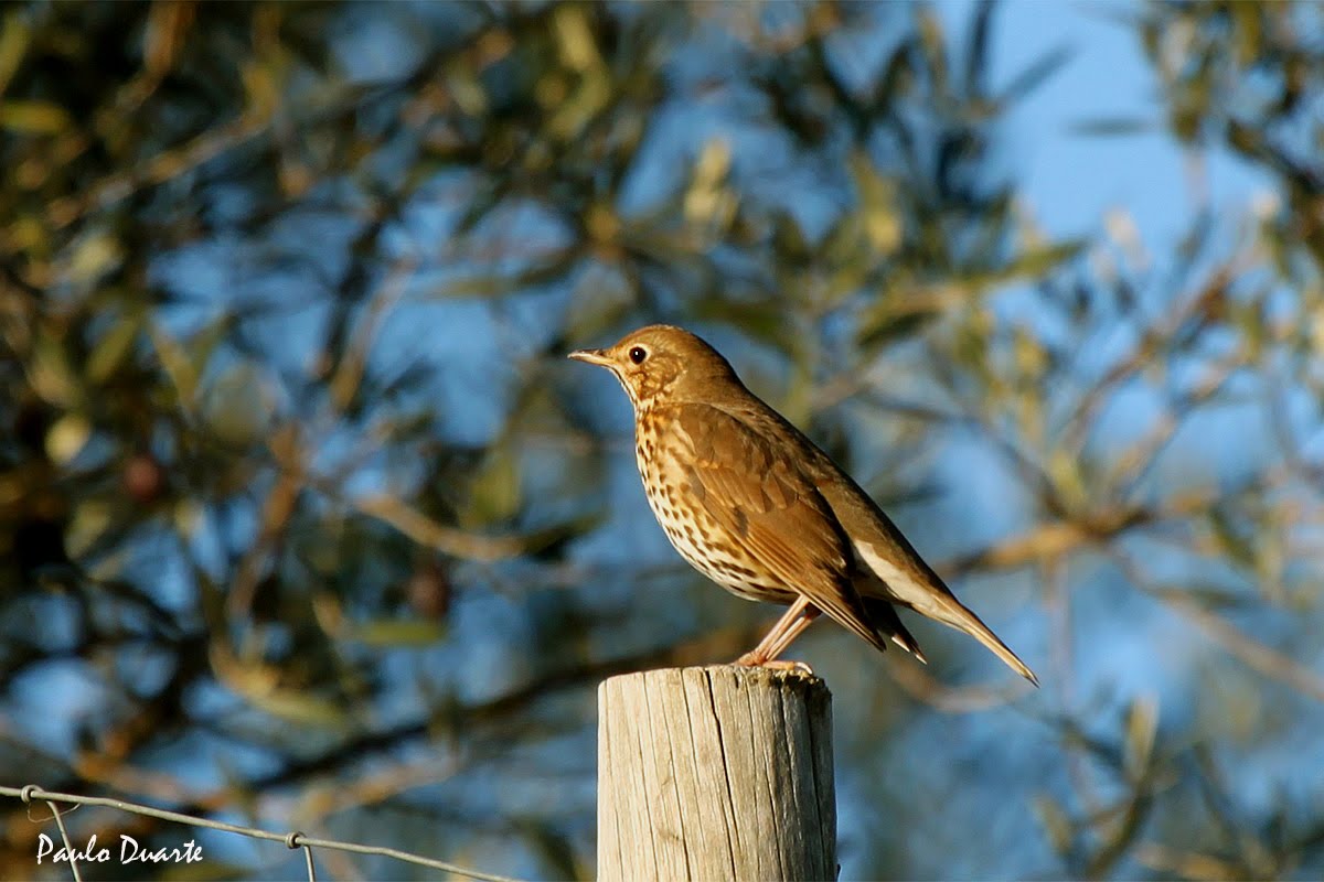 A arte de debicar: Tordo-comum ou Tordo-musical