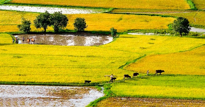 #95 Rice adaptation for growing with its roots submerged in water ...