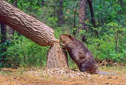 Notícias e curiosidades desse nosso mundo estranho: O castor