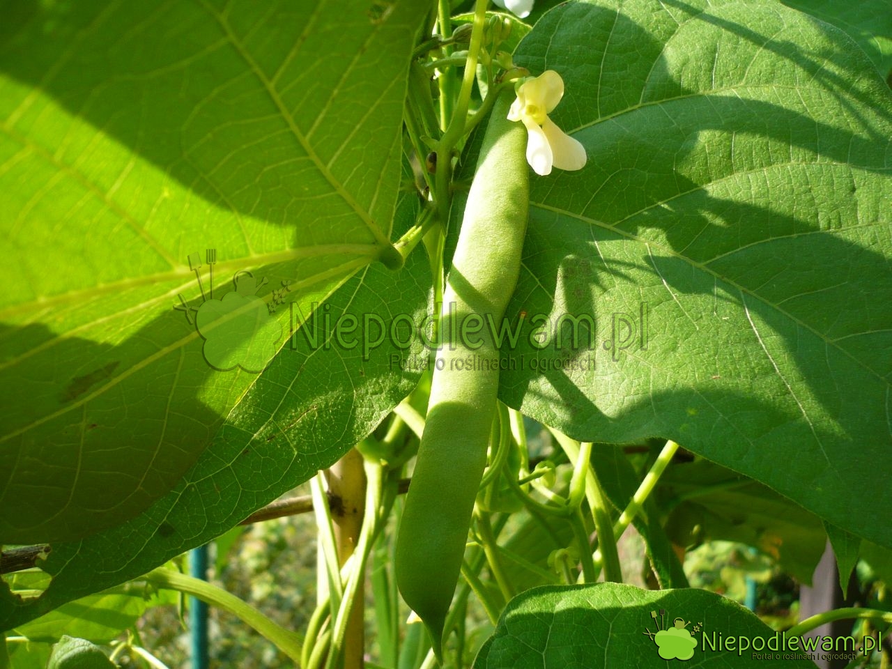 niepodlewam: Fasola w orzełkiem, czyli patriotyzm w ogródku