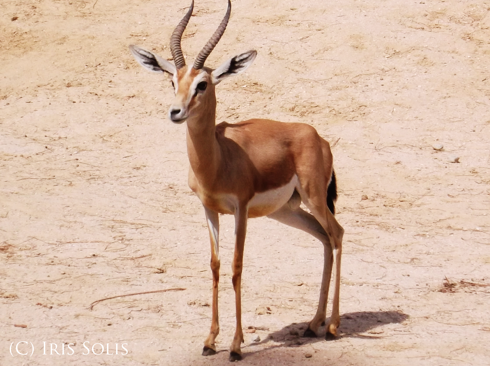 FaunaDex: Gacela dorcas