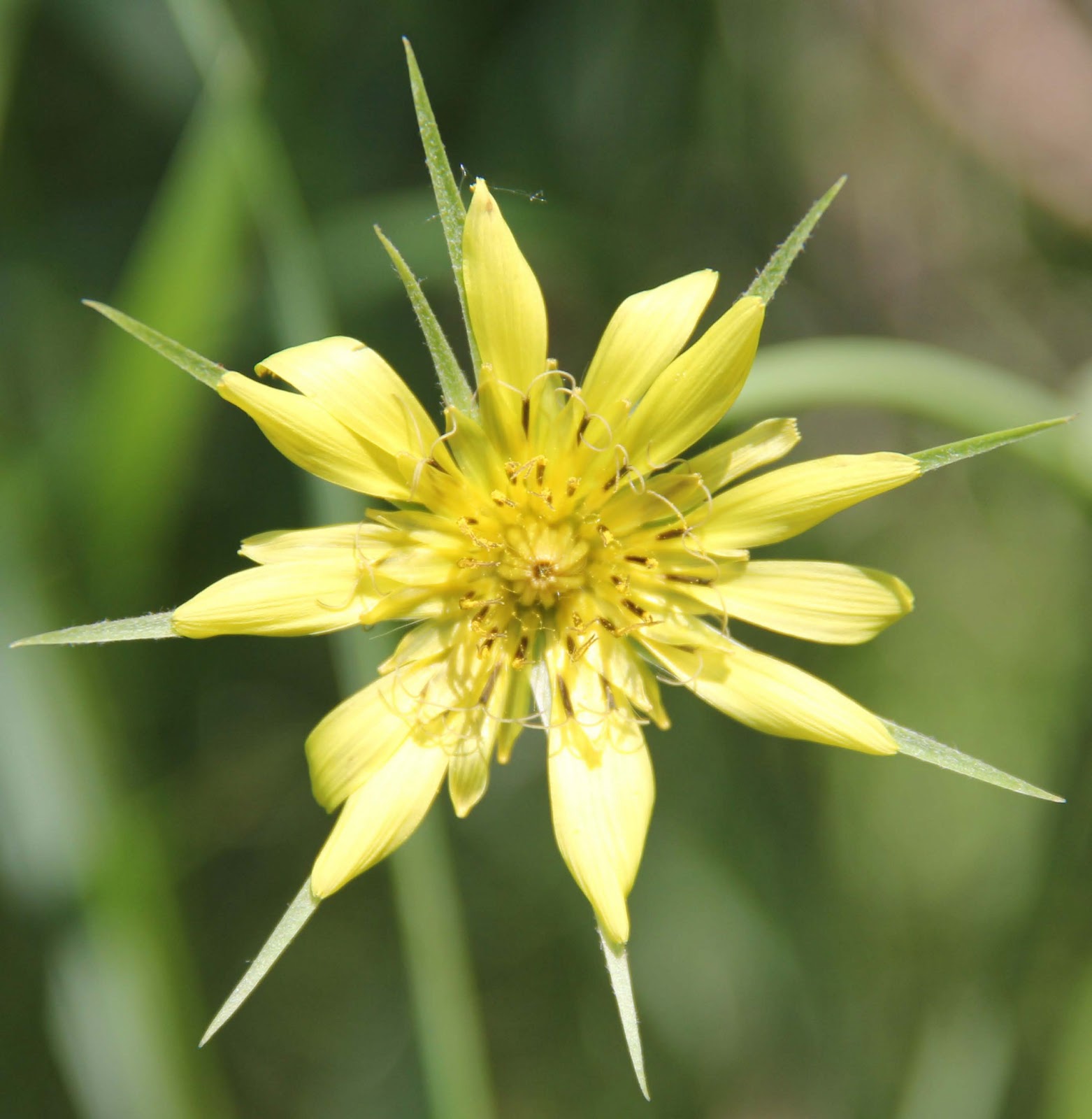 Isabella Conservation District Environmental Education Program: Nature ...