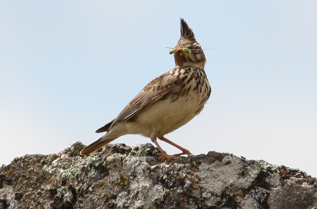 Green Wood Ringer: Birds of Extremadura, Spain VIII