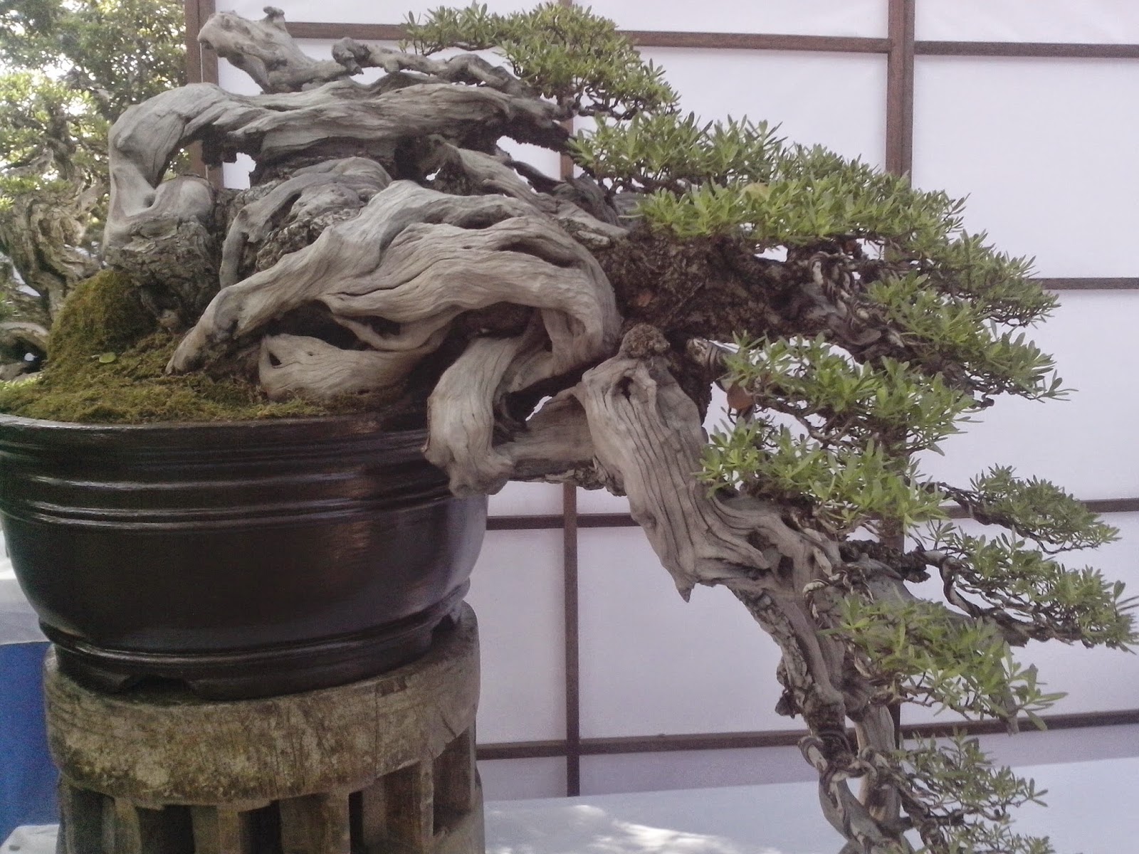 Random Thoughts: Bonsai, Penjing and Suiseki - What's that?