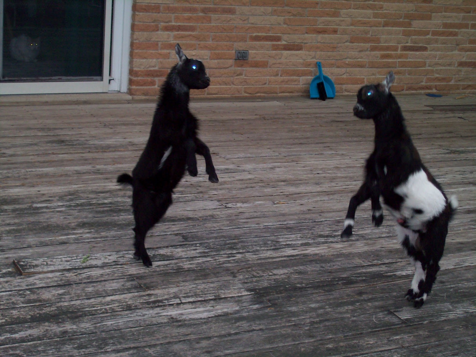 Bonding, Banding, and Bottles: One Family's Adventures with Goats ...