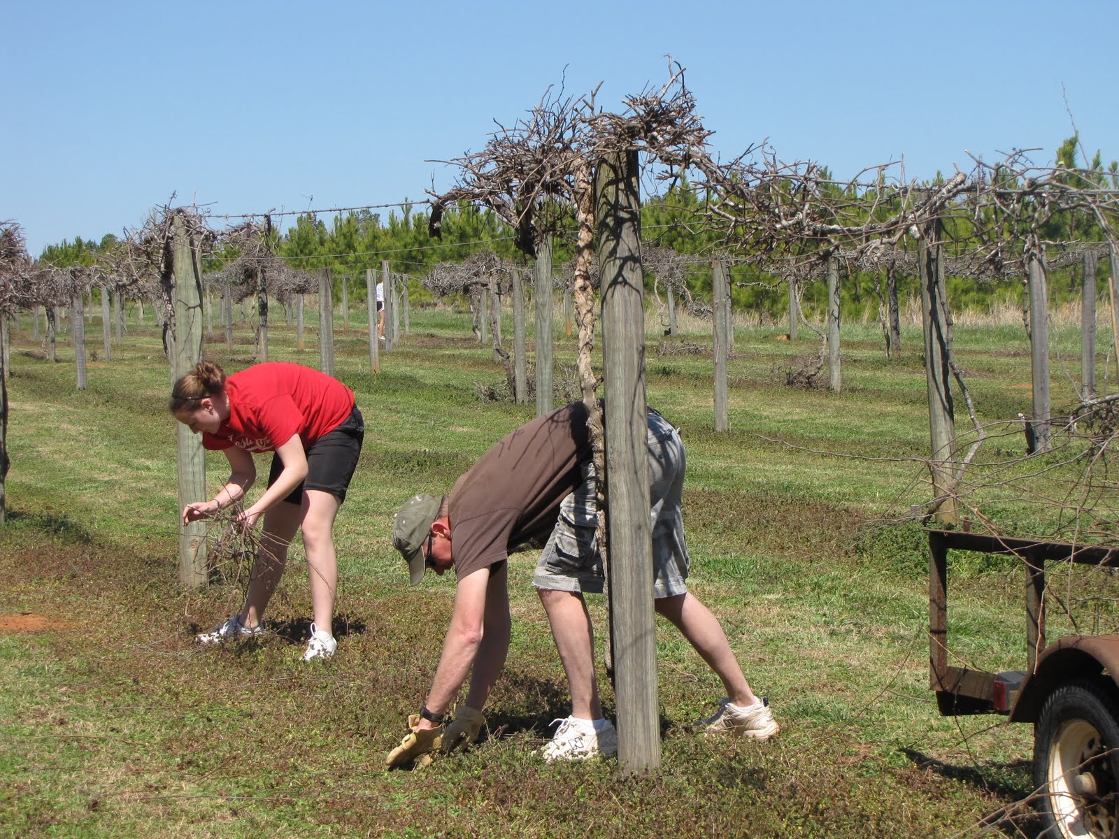 Margaret's Grove Vineyard: Spring Pruning