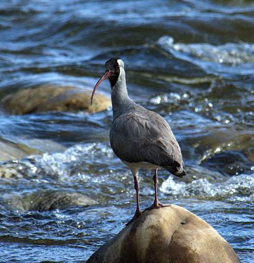 Ibisbill photos | Birds of India | Bird World