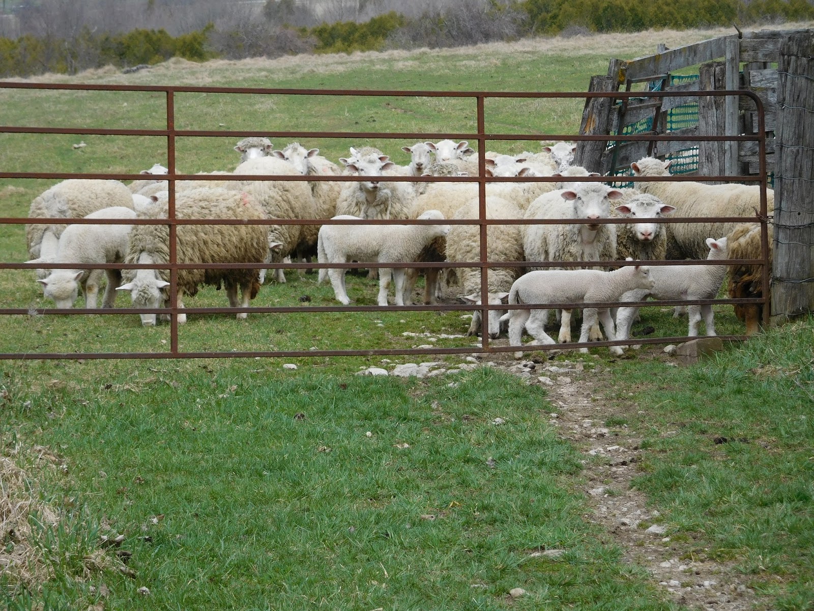 Carogil Farm: Moving the Sheep
