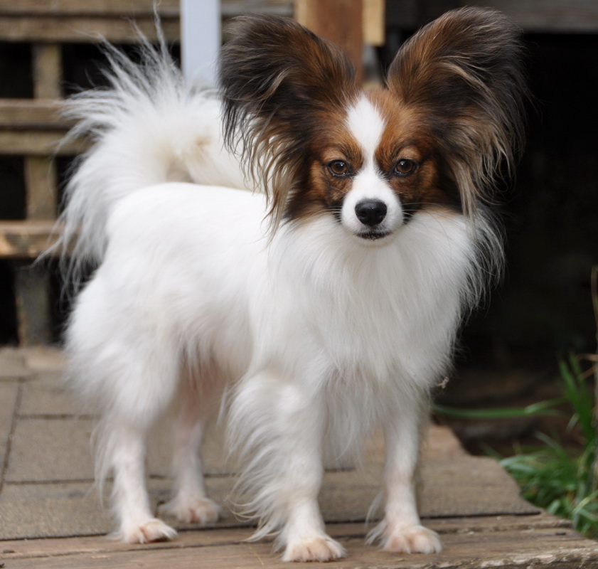 Road's End Papillons : Tiny Papillon Puppy: Road's End Muskat (11 Weeks ...