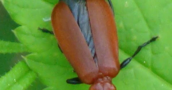 Beetles from Romania: Pyrochroidae