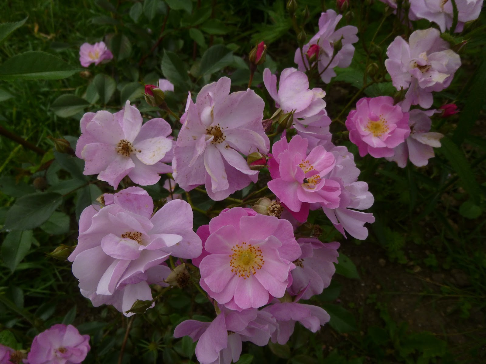 Cagouille's Garden : Le club des Cinq roses résistantes à la pluie