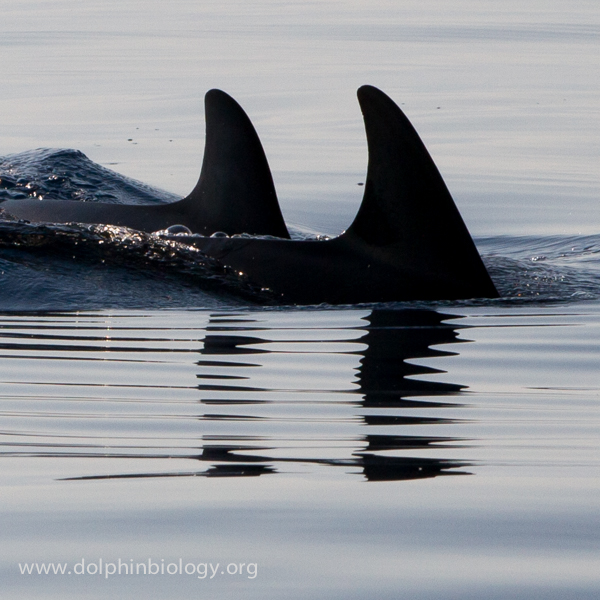 Dolphin Biology and Conservation: Two dorsal fins