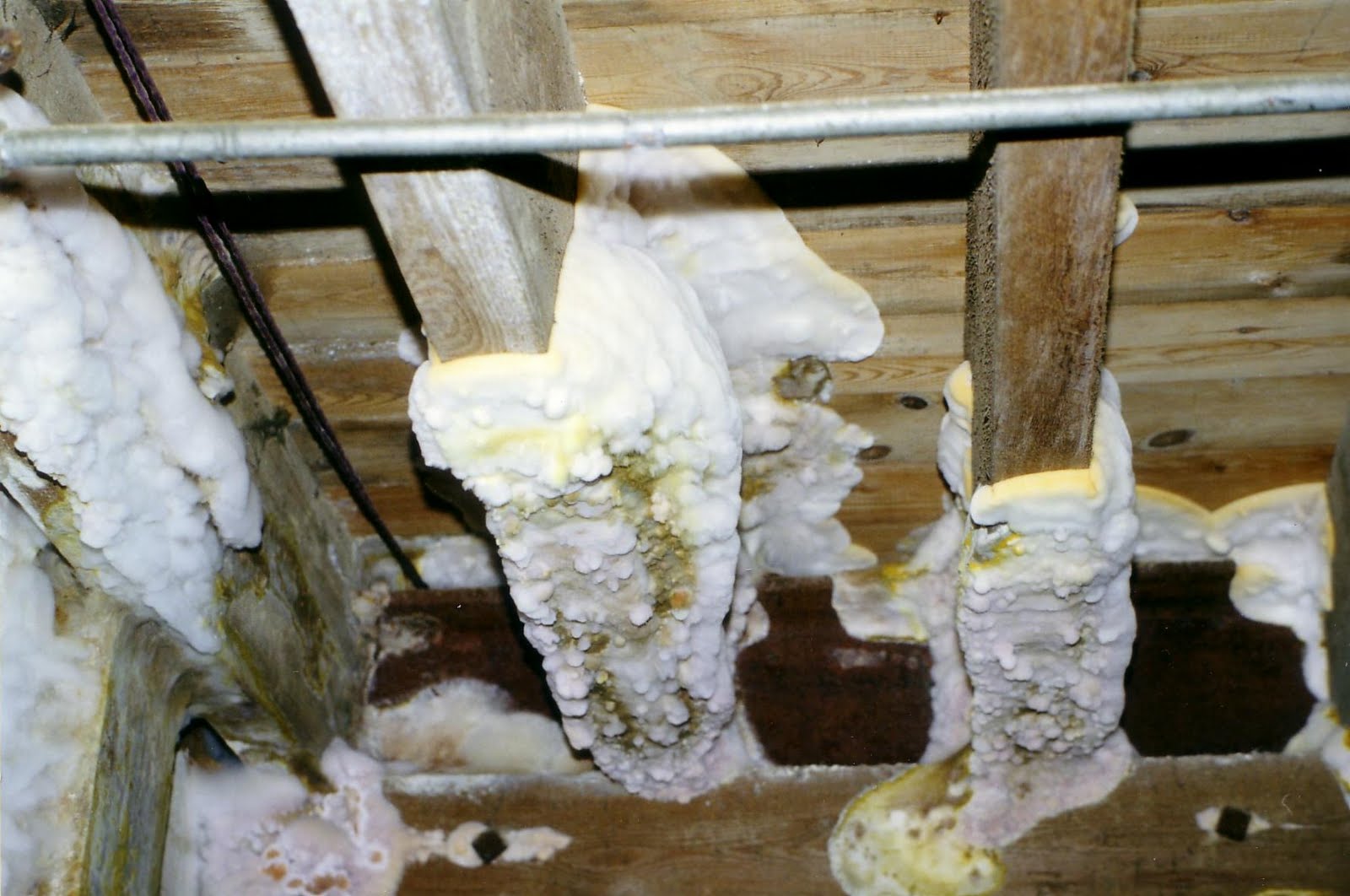 : 5 key questions about dry rot treatmentPeter Cox - Building Services ...
