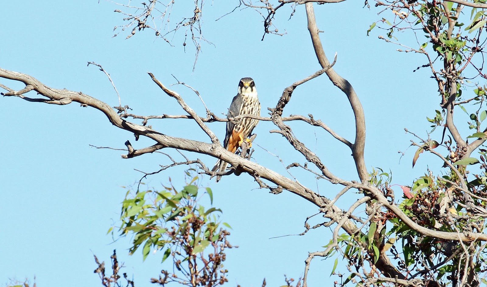 The Twitching Diaries: EURASIAN HOBBY