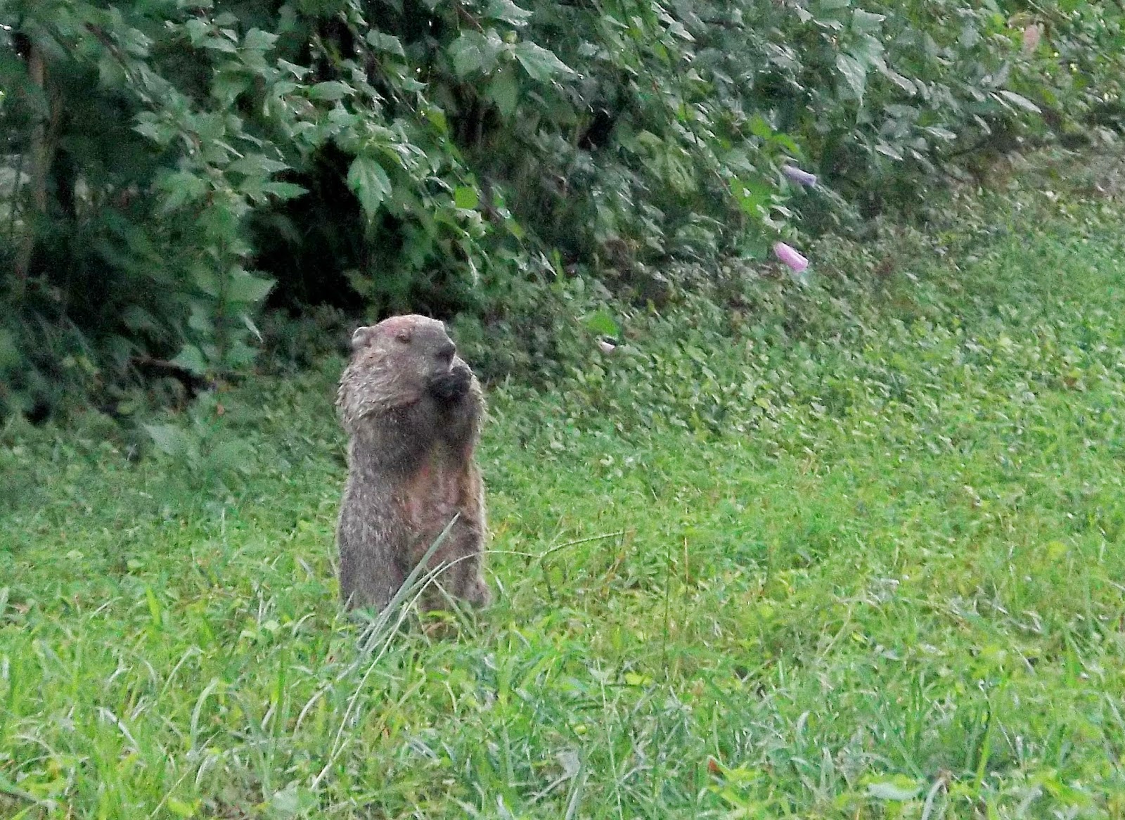 PRACTICAL PARSIMONY: Groundhog