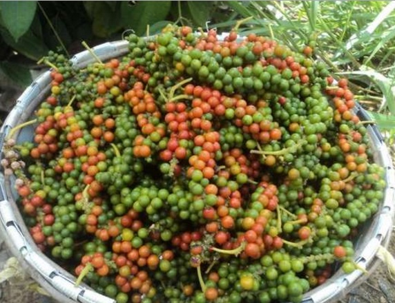 LADA (MERICA) DAN PENGERTIANNYA | TANAMAN LADA