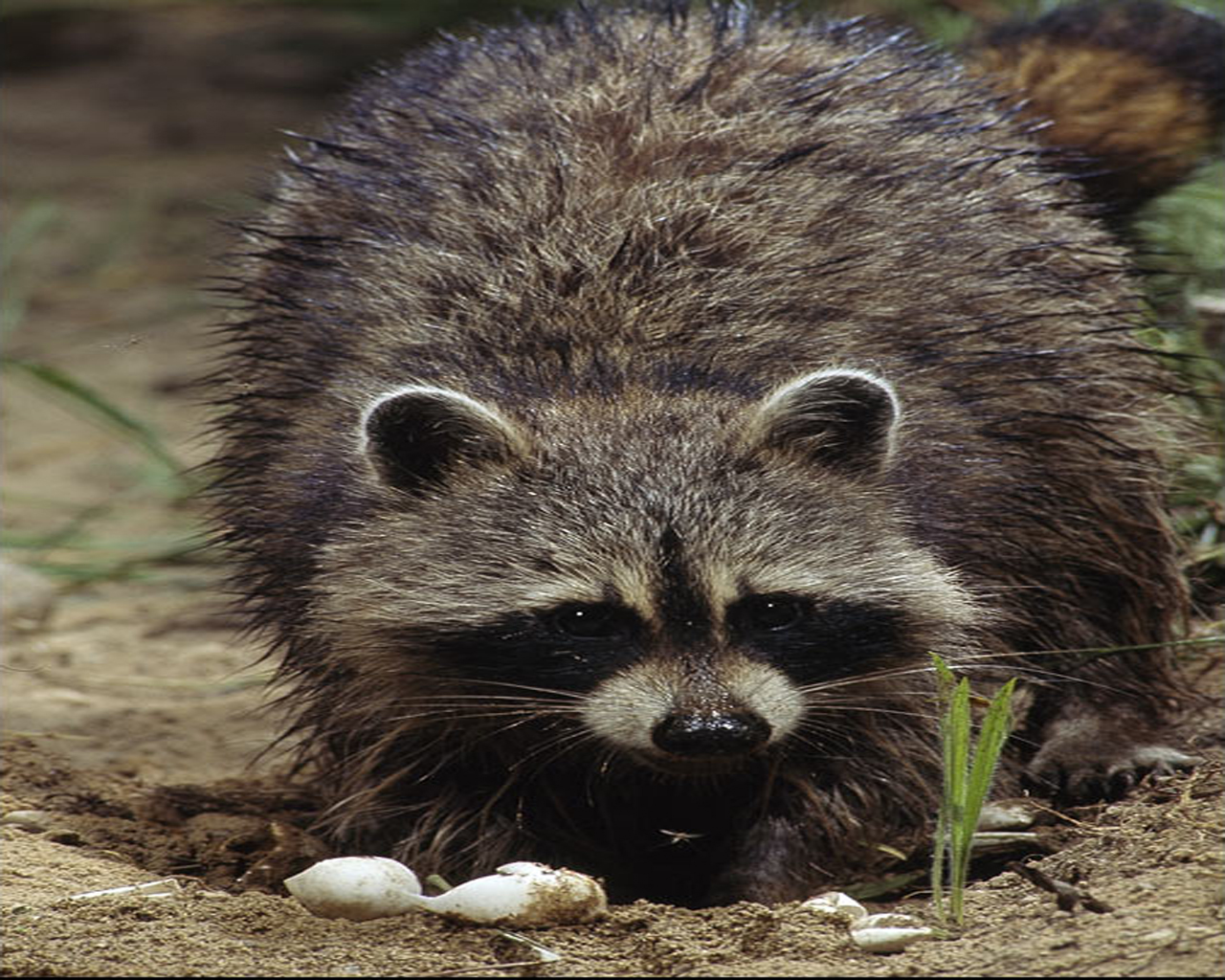 Best Jungle Life: Raccoon & Raccoon Pics And Raccoon Wallpapers