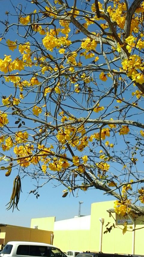 Photographic Handbook of Phil. Plants and Flowers: T