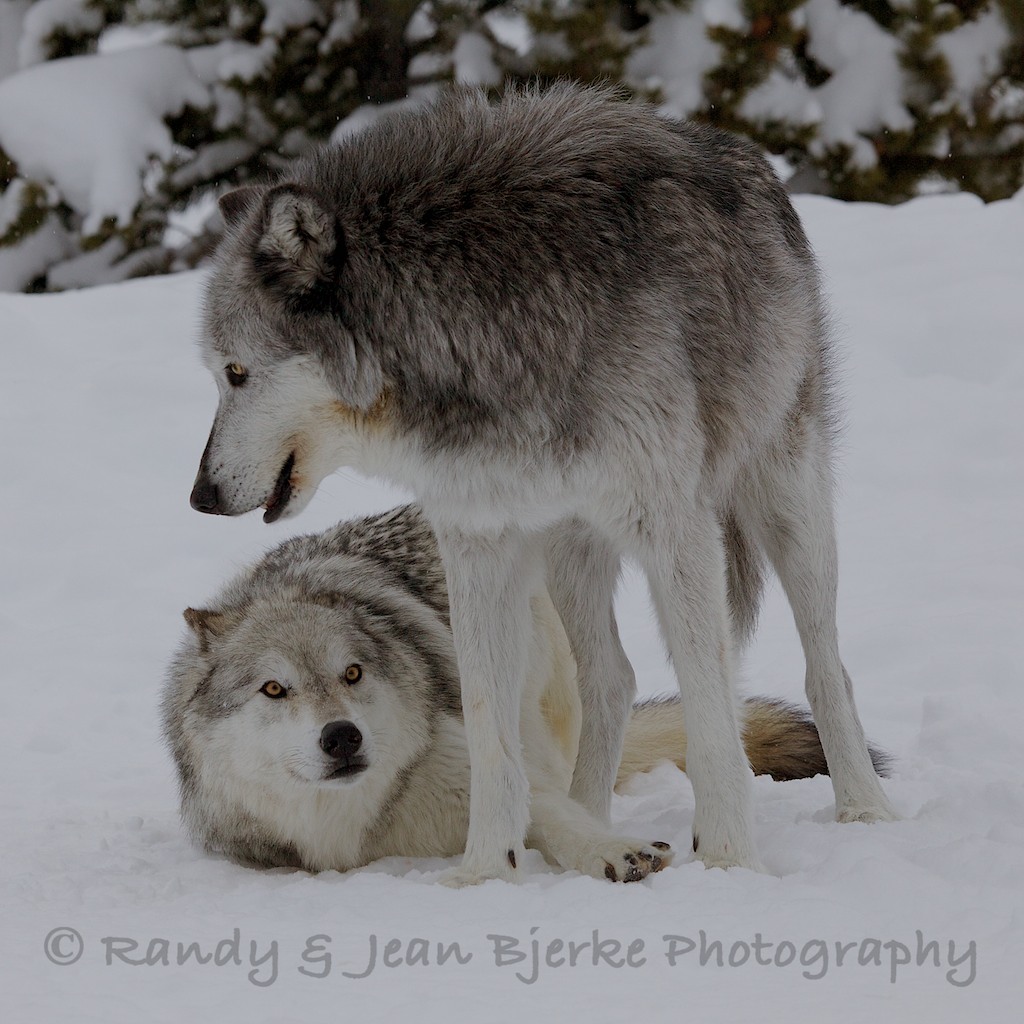 Jean Bjerke's Photo Blog: Wolves at Grizzly & Wolf Discovery Center