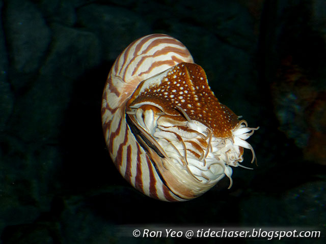 tHE tiDE cHAsER: Cephalopods (Phyllum Mollusca: Class Cephalopoda) of ...