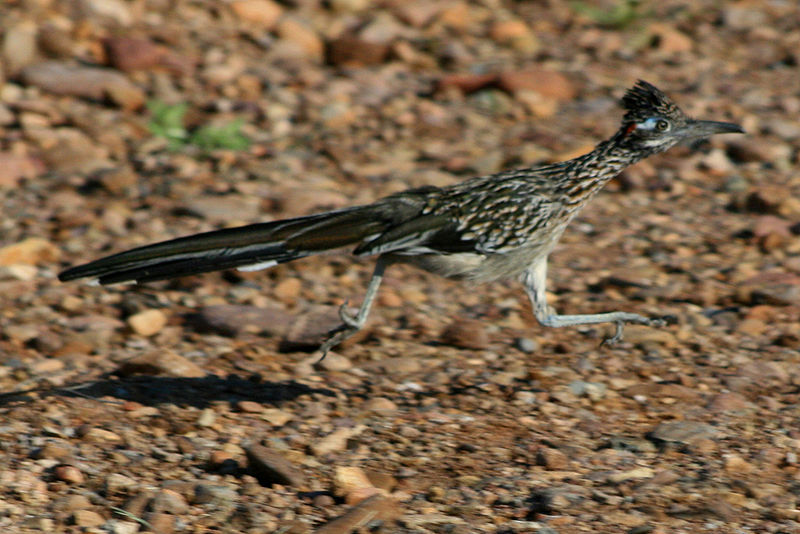 Rural Chatter Birds Nature And Environment Did You Know A Roadrunner