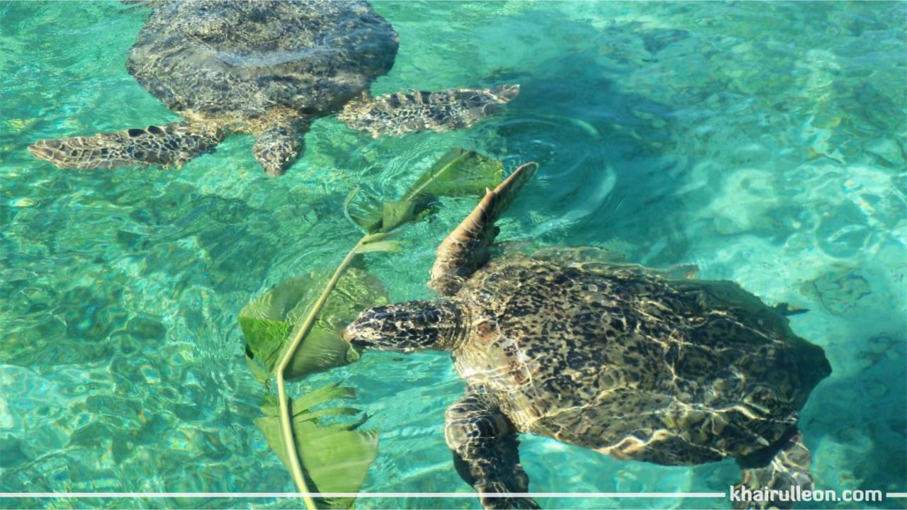 MENARI BERSAMA PENYU RAKSASA DI TAMAN SI BILLY – PULAU DERAWAN ...