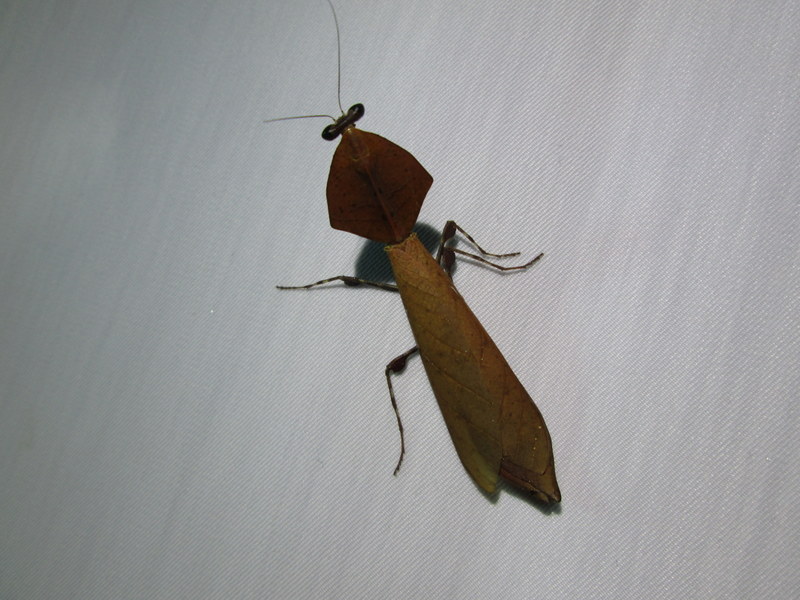 CAMERON SERVICE / MOUNTAIN TOUR & TRAVEL SDN. BHD.: 9 - Insect's ...