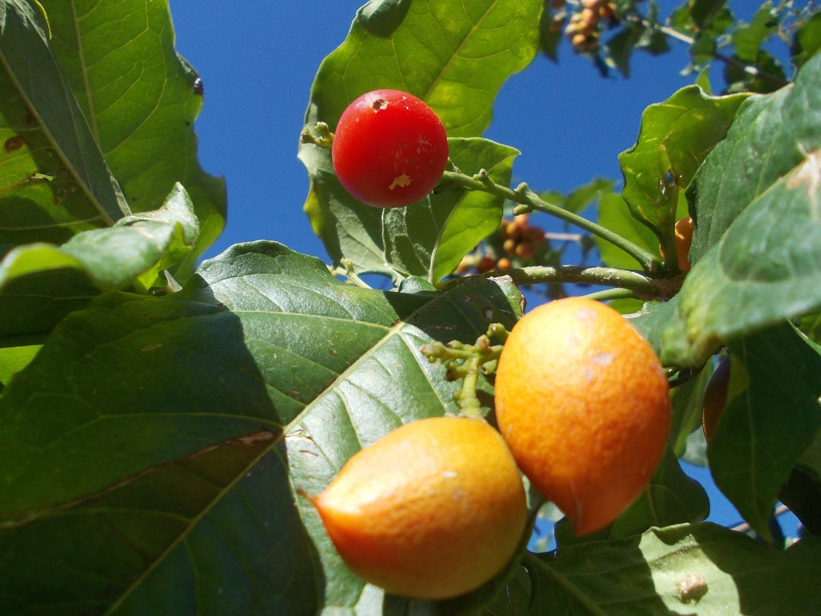 Andanças: Arbusto exótico: Tâmara Espanhola