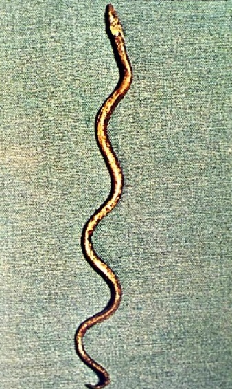 James Howell's Weekly Preaching Notions: What can we say come March 11 ...