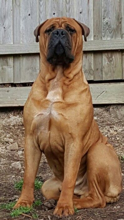 Best guard dogs around the world