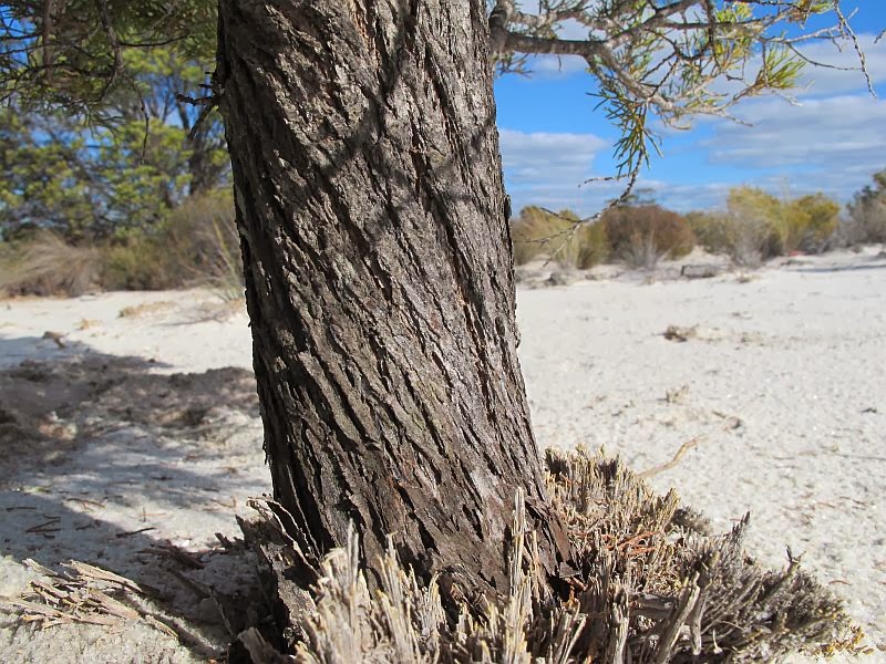 Esperance Wildflowers: Callitris columellaris - White Cypress Pine