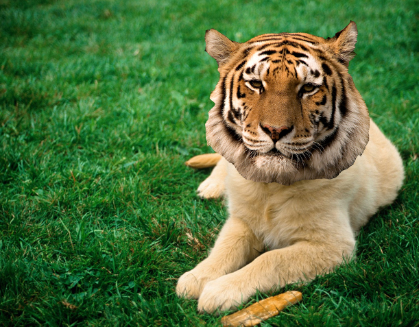 Shyann Photography: Animal Morph