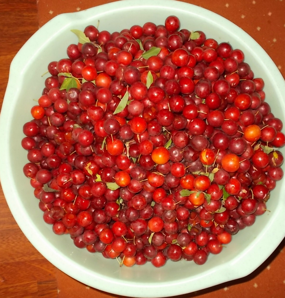 Túlélések: Vad ringló II. - Lekvár