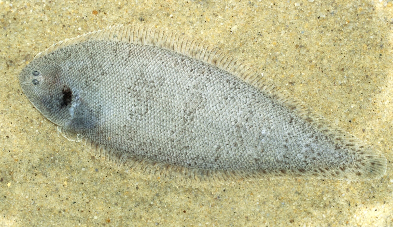 Virginia Living Museum | Photos of Beaufort, NC - Trawling and dredging ...