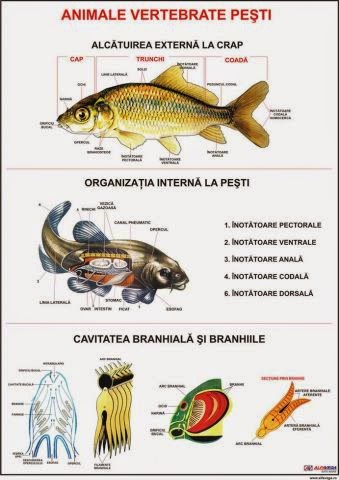 Structura şi funcţionarea calculatorului: Subîncrengătura Vertebrate