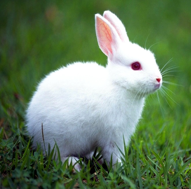 Coelho - animal de estimação